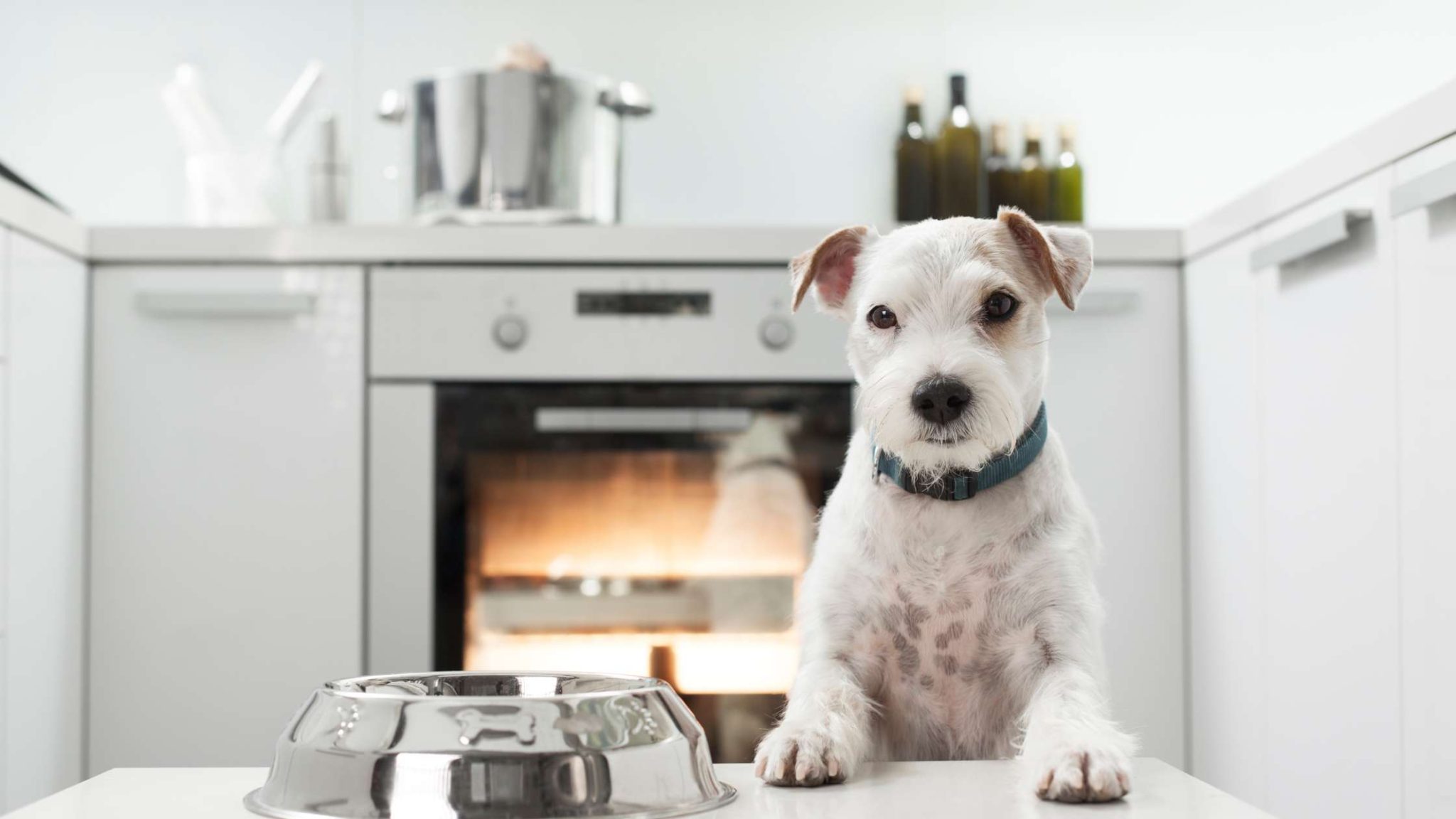 How To Design A Pet-Friendly Kitchen